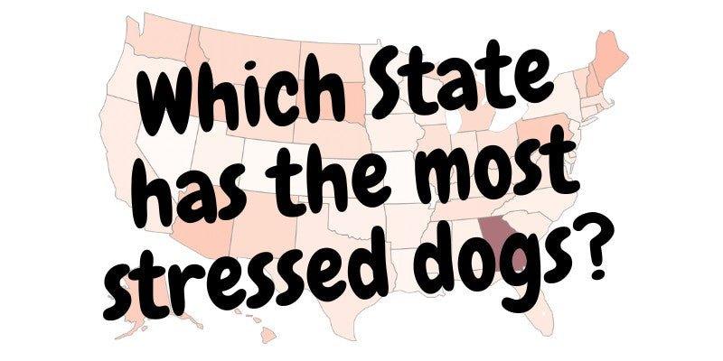 Most and Least Stressed States for Dogs | Fetched | Fetched